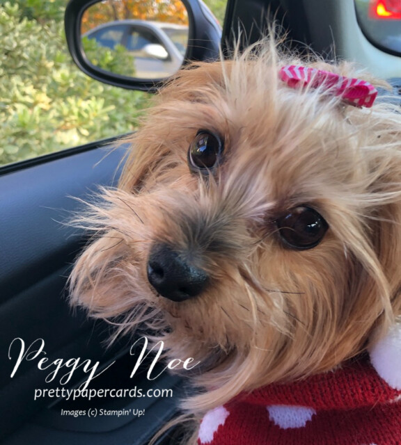 My Cute Critter for the Pals Blog Hop! - Pretty Paper Cards